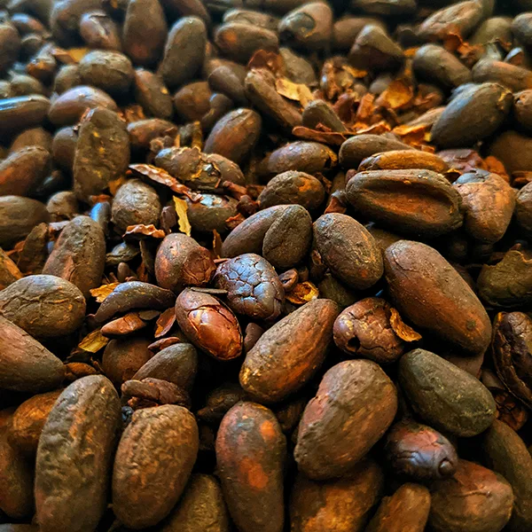 ΨΗΜΕΝΟΙ ΣΠΟΡΟΙ ΚΑΚΑΟ | FOREST FLAVORS
